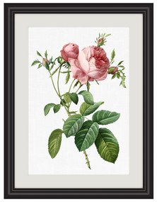 Obrázek růže Piano Freiland A4 (210 x 297 mm): A4