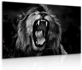 Malvis ® Obraz Černobílý královský lev Velikost: 150x100 cm