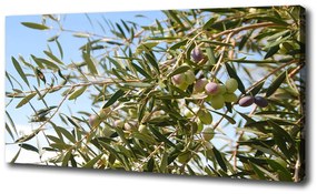 Wallmuralia Foto obraz na plátně Olivový strom 100x50