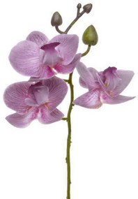 orchidej - fialovorůžová