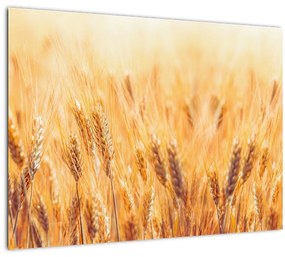 Skleněný obraz - pole s obilím (70x50 cm)
