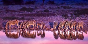 Obraz zebry v safari - 120x60 cm