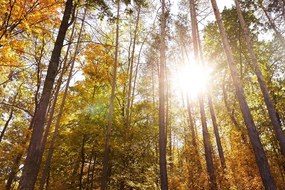 Samolepící fototapeta les v podzimních barvách - 150x100 cm