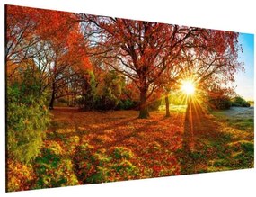 Jednodílný obraz podzimní les Velikost (šířka x výška): 100x50 cm