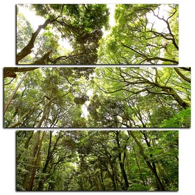 Obraz na plátně - Zelené stromy v lese - čtverec 3194D (75x75 cm)