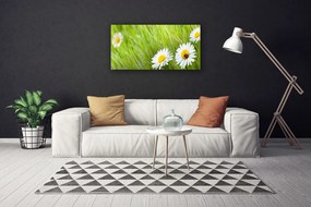 Obraz na plátně Tráva Sedmikrásky Příroda 100x50 cm