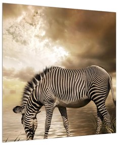 Obraz zebry (50x50 cm)