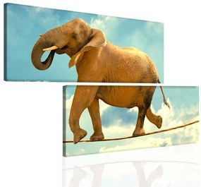 Obraz Slon na laně Velikost (šířka x výška): 170x100 cm