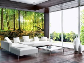 Fototapeta - Slunečný les (254x184 cm)