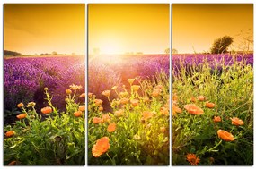 Obraz na plátně - Levandulové pole zalité sluncem 165B (90x60 cm  )