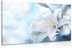 Obraz bílý květ lilie na abstraktním pozadí Varianta: 60x40