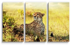 Sablio Obraz - 3-dílný Gepard - 120x80 cm