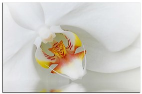 Obraz na plátně - Detailní záběr bílé orchideje 1223A (120x80 cm)