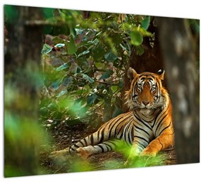 Skleněný obraz odpočívajícího tygra (70x50 cm)