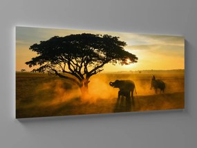 Liox XXL Obraz sloni v safari Rozměr: 300 x 150 cm