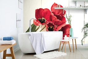 Tapeta překrásné červené tulipány - 150x100 cm