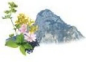 Saunaproject Harvia esence do sauny alpské byliny 100ml