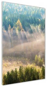 Wallmuralia Vertikální Foto obraz fotografie na skle Mlha nad lesem 50x100