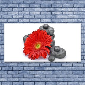 Plexisklo-obraz Květiny Gerbery Kameny Zen 120x60 cm