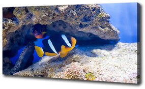 Wallmuralia Foto obraz na plátně Tropická ryba 100x50