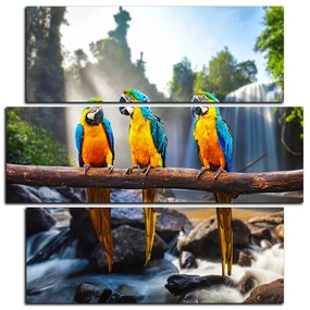Obraz na plátně - Modro žluté Macaw - čtverec 3232D (75x75 cm)