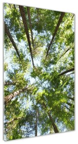 Wallmuralia Vertikální Foto obraz sklo tvrzené Koruna stromů 50x100