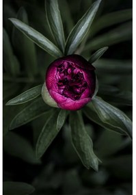 Fotografie "Květ Pivoňky No1" - 300 x 450 mm