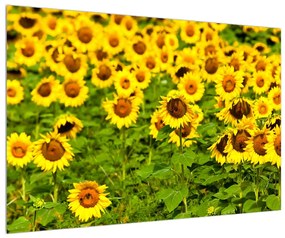 Obraz slunečnicového pole (90x60 cm)