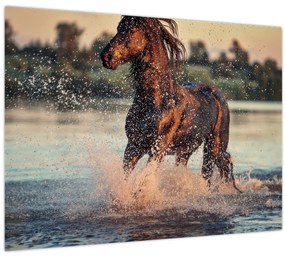 Obraz - Běžící kůň (70x50 cm)