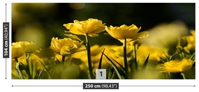 Fototapeta Žlutý Tulipán 104x70