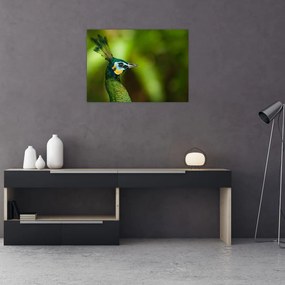 Skleněný obraz páva (70x50 cm)