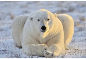 DIMEX | Samolepicí vliesová fototapeta na zeď Lední medvěd MA-5-0220 | 375 x 250 cm | bílá, šedá