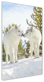 Wallmuralia Vertikální Fotoobraz na skle Dva bílí vlci 50x100