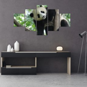 Obraz - Panda na stromě (125x70 cm)