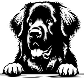 Samolepka pes Leonberger