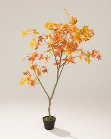 Javor Mini v květináči 160 cm