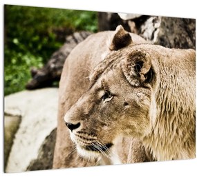Skleněný obraz lvice (70x50 cm)