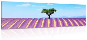 Obraz provensálské levandulové pole - 135x45 cm