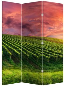 Paraván - Vinohrad s barevným nebem (126x170 cm)