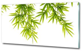 Wallmuralia Fotoobraz na skle Listí bambusu 100x50