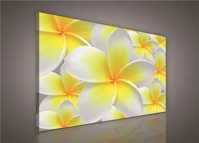 Obraz na plátně žluté květy Plumeria 100 x 75 cm