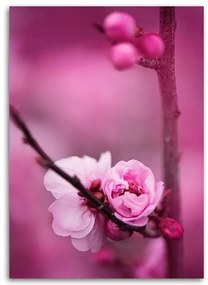 Obraz na plátně Růžový květ jabloně - 60x90 cm