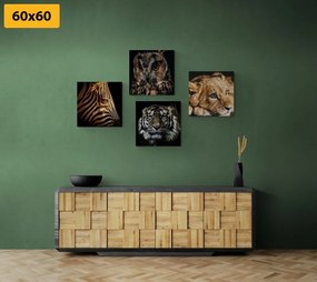 Set obrazů divoká zvířata - 4x 60x60 cm