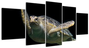 Obraz plovoucí želvy