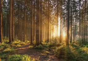 Postershop Fototapeta vliesová: Západ slunce v lese (2) - 416x254 cm