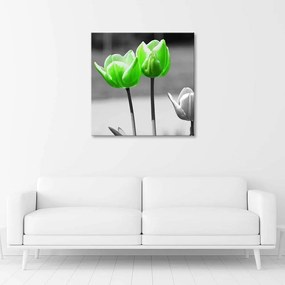 Obraz na plátně Tulipány Květiny Zelená - 40x40 cm