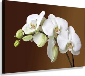 Bílý Obraz Orchidej Květina Do Obývacího Pokoje 150x100
