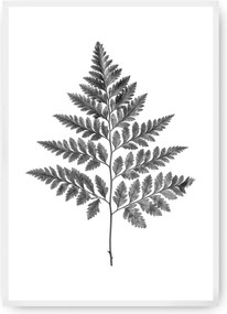 Plakát Fern Grey