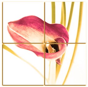 Obraz na plátně - Květina lilie - čtverec 379FD (100x100 cm)