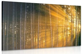 Obraz slunce za stromem - 90x60 cm